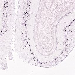 High Resolution Image Viewer :: Allen Brain Atlas: Mouse Brain